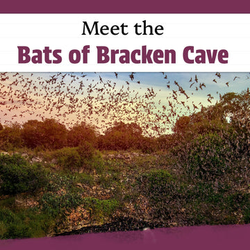 Ambrose's Pirate Map Adventure - FREE Pirate Activity for Map Skills